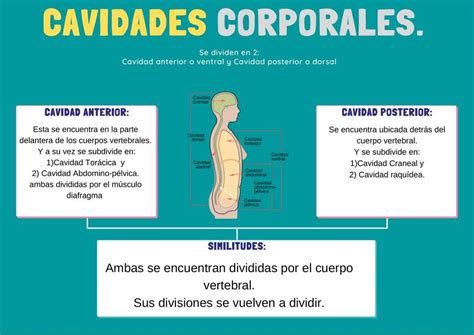 Cavidades Corporales Gabriela Vallejo Carpio UDocz