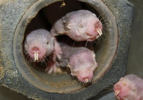 Naked Mole Rats Plants Under Image Eurekalert Science News Releases