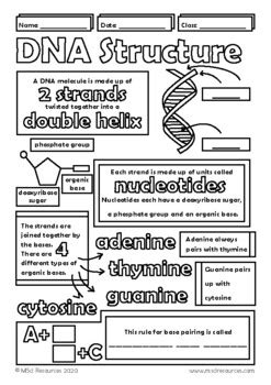 Structure Of DNA Doodle Sheet Visual Notes Worksheet Lesson Activity