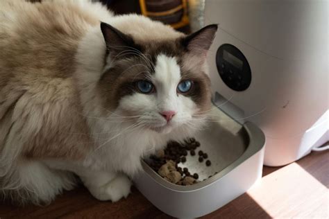 Quel Est Le Meilleur Distributeur De Croquettes Pour Chat Nos