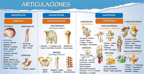 Tipos de articulaciones anatomía características tipos y mucho más