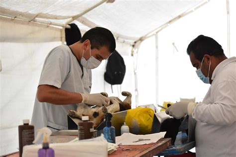 En ZumpanGO esterilizar es un acto de amor Estado de México