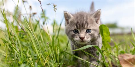 Quel âge a mon chat Découvrez comment calculer lâge de votre chat en