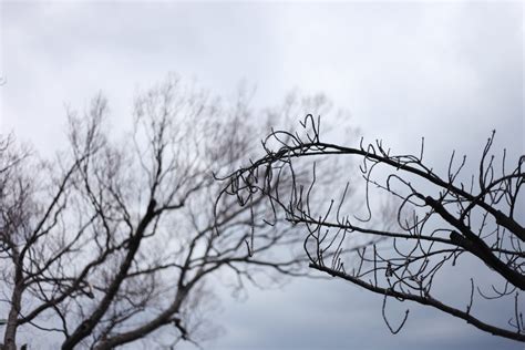Kostenlose Foto Baum Natur Ast Schnee Winter Wolke Himmel