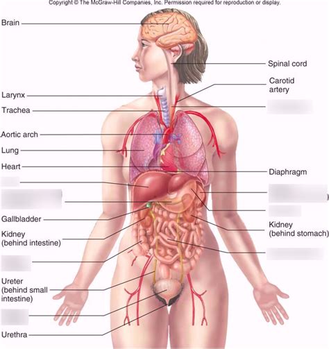 Uscles Of The Human Torso Bones And Muscles Of The Torso