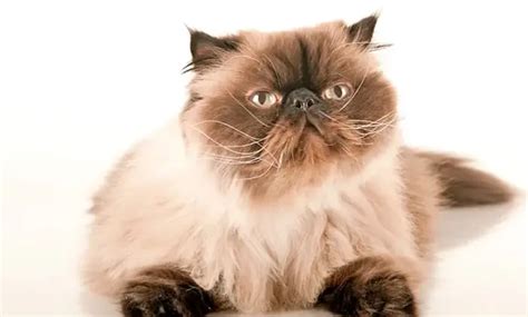 Características del gato Himalayo conoce esta raza felina