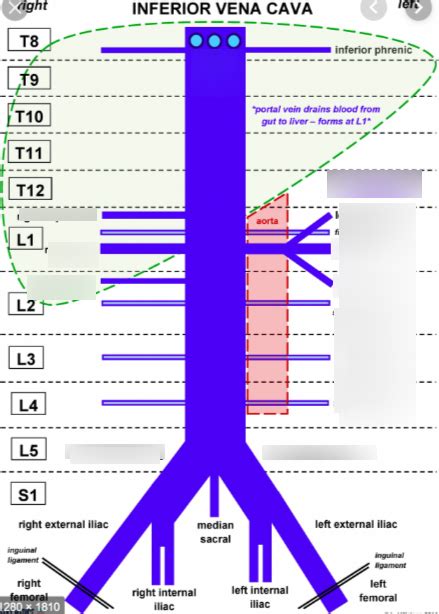 Branches Of Inferior Vena Cava Diagram Quizlet