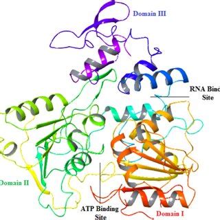 NS3 Helicase Protein And ZINC00114948 Binding Interaction Diagram