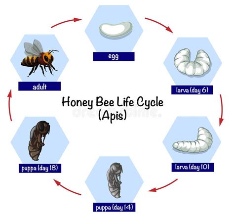 Ciclo De Vida De Las Abejas