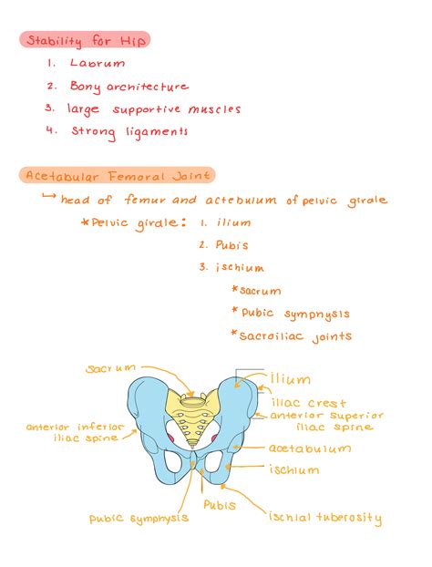 SOLUTION Kinesiology And Anatomy Muscles Of Hip Joints Legs Pelvic