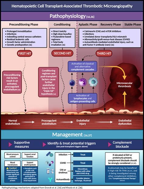 Thrombotic Microangiopathies An Illustrated Review Research And