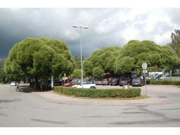Baumschule Eggert Bl Tenstr Ucher Baumschulen Heckenpflanzen K P