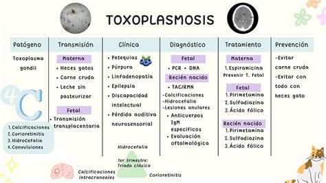 Toxoplasmosis Jasive Flores UDocz