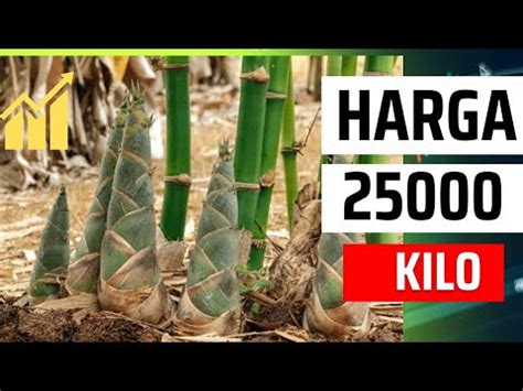 PETANI WAJIB TAHU TANAM INI PANEN RIBUAN KALI Rp 25 000 KG