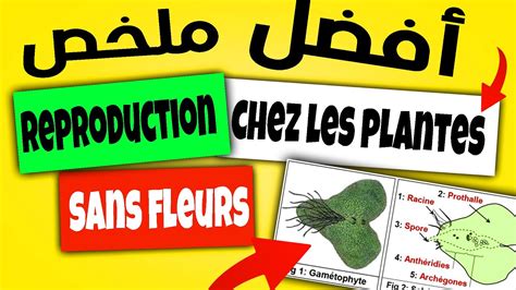 la reproduction chez les plantes sans fleurs les végétaux 2ac ملخص