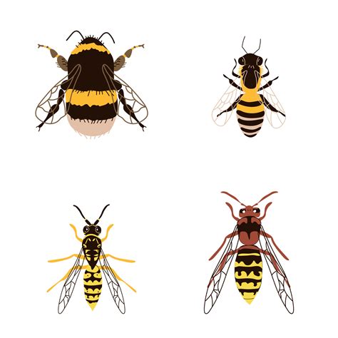 Abeille Vs Bourdon Best Sale Cpshouston Net