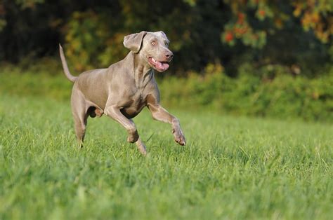 Quelles Sont Les Races De Chiens Les Plus Rapides Au Monde The Best