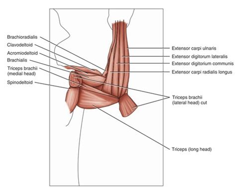Cat Dissection Lab Muscles Of The Arm And Forearm Flashcards Quizlet