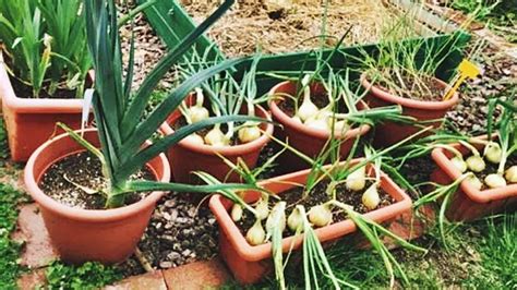 Aprendé a cultivar cebollas en casa El Colectivo
