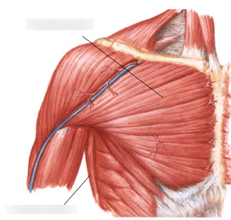 Anterior Superficial Shoulder Diagram Quizlet