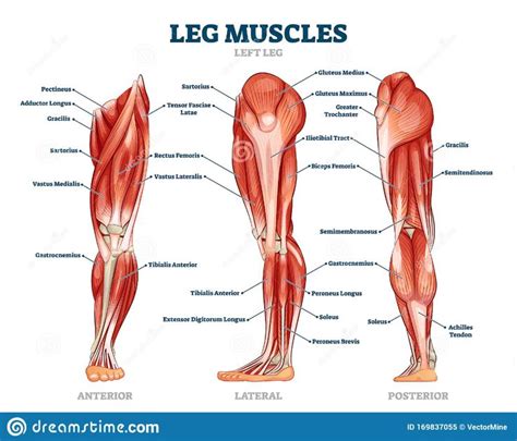 Leg Muscle Anatomical Structure Labeled Front Side And Back View