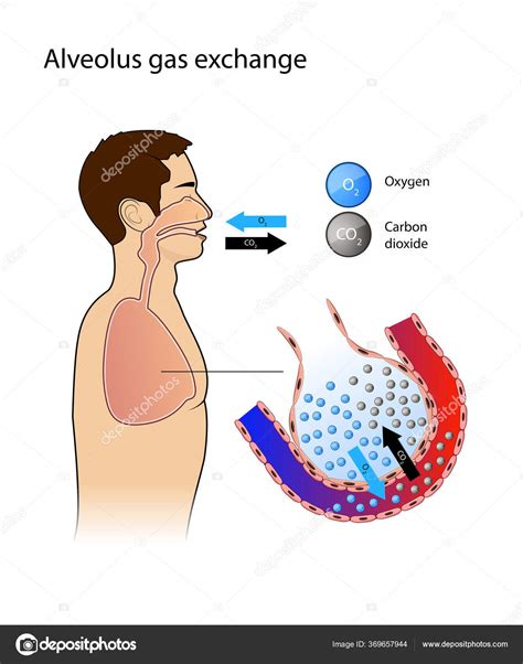 Alveolus Gas Exchange Pulmonary Alveolus Alveoli Capillaries Lungs