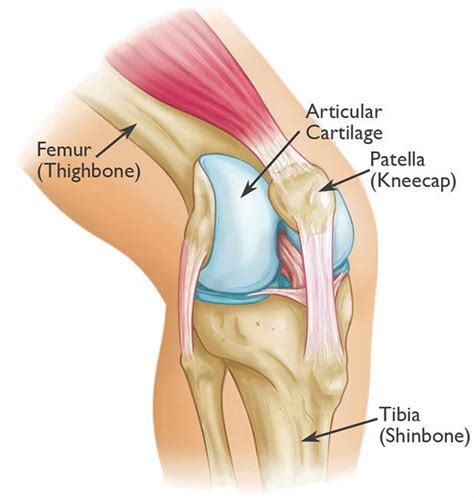 Patella Fracture Causes Types Symptoms Diagnosis Treatment Recovery