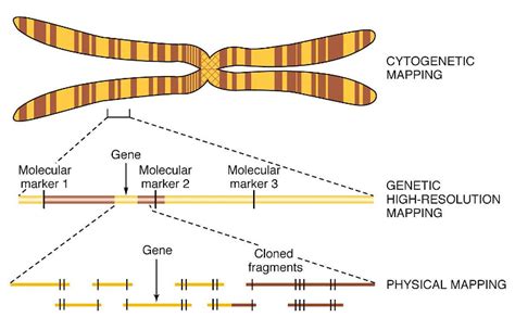 Gene Mapping Types Techniques