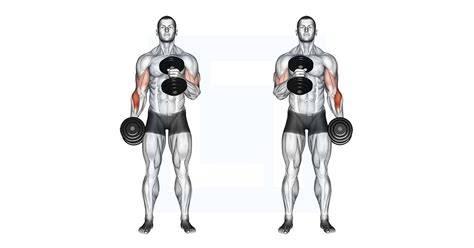 Dumbbell Seated Curl Guide Benefits And Form