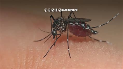 Casos de dengue en el Perú han aumentado casi un 98 en 2024 respecto
