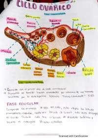 CICLO OVARICO DE LA MUJER Esquemas Y Mapas Conceptuales De