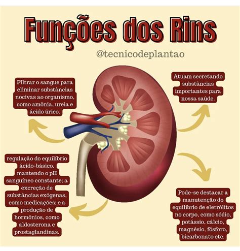funções do rins Enfermagem