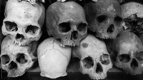 Human Skulls By Stocksy Contributor B Krokodil Stocksy