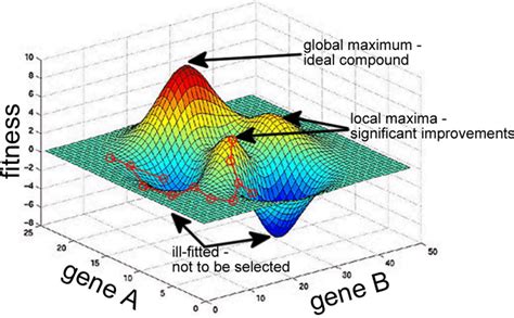a fitness landscape considering two hypothetical genes as for example download scientific