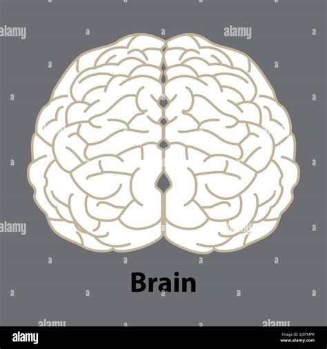 Cerebro humano Órgano interno anatomía Ilustración de icono plano de