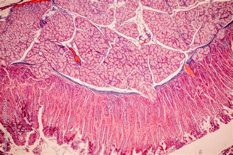 Tissue Of Small Intestine Duodenum Large Intestine Human And Stomach