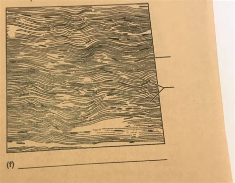 Solved Label The Tissue Types Illustrated And Identify The Chegg