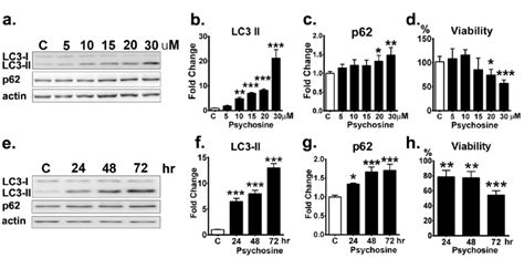Dose And Time Dependent Cytotoxicity Of Psychosine Upon MO3 13 Cells