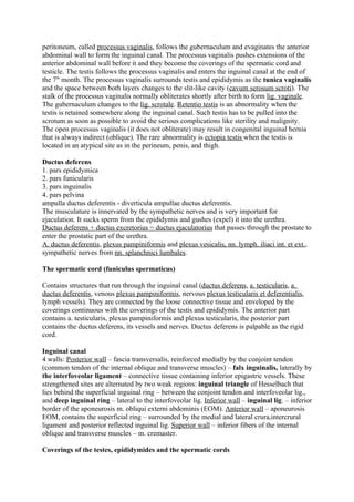7th Week Male Genital System PDF