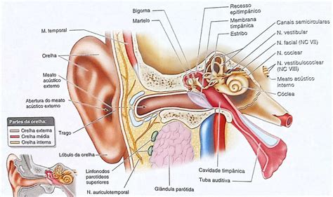 Resumo de Anatomia da Orelha parte externa média interna ossículos