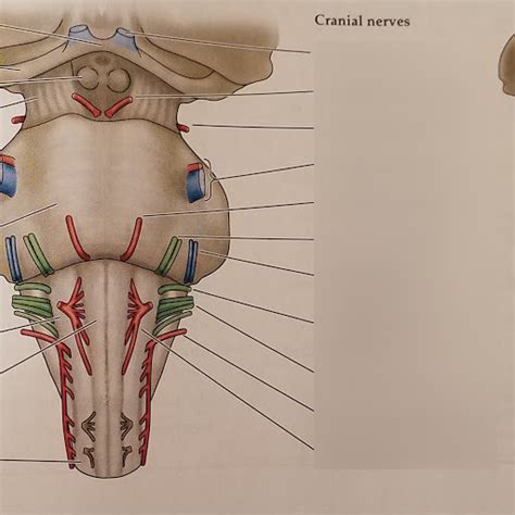 The Cranial Nerves Pt Diagram Quizlet