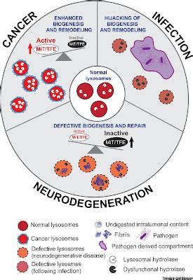 Actualités Scientifiques Médicales trendsincellbiology lysosomes