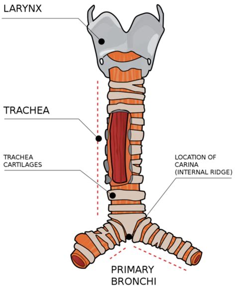 Tracheal Cartilage