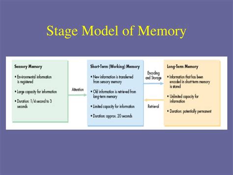 stages of memory diagram