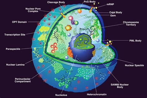nucleus labeled diagram