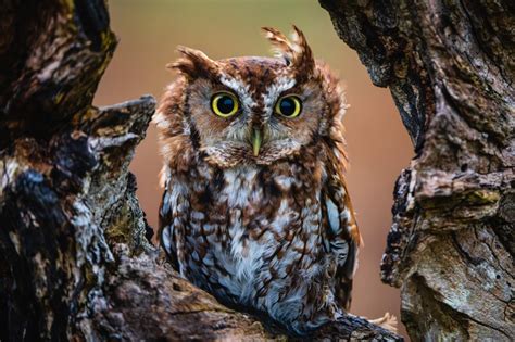 4K Eastern Screech Owl Owls Birds Glance HD Wallpaper Rare Gallery