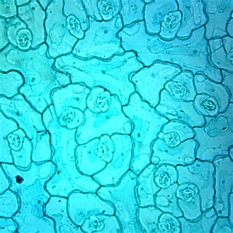 Dicot Leaf Epidermis W M Microscope Slide Carolina