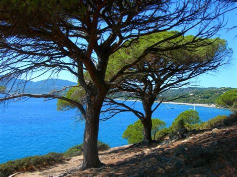 Forêts Pins parasol Var Paysage avec maison Paysage Image foret
