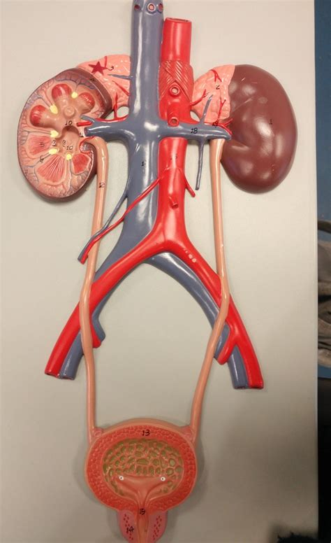 Urinary System Diagram Quizlet