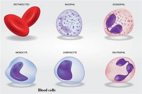 Cells In The Human Body 14 Types With Examples And Functions